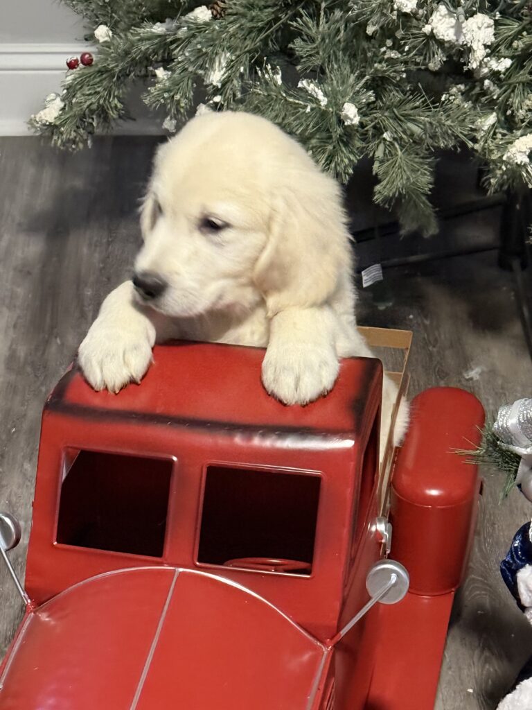 Orange collar - Goldenridge Kennels