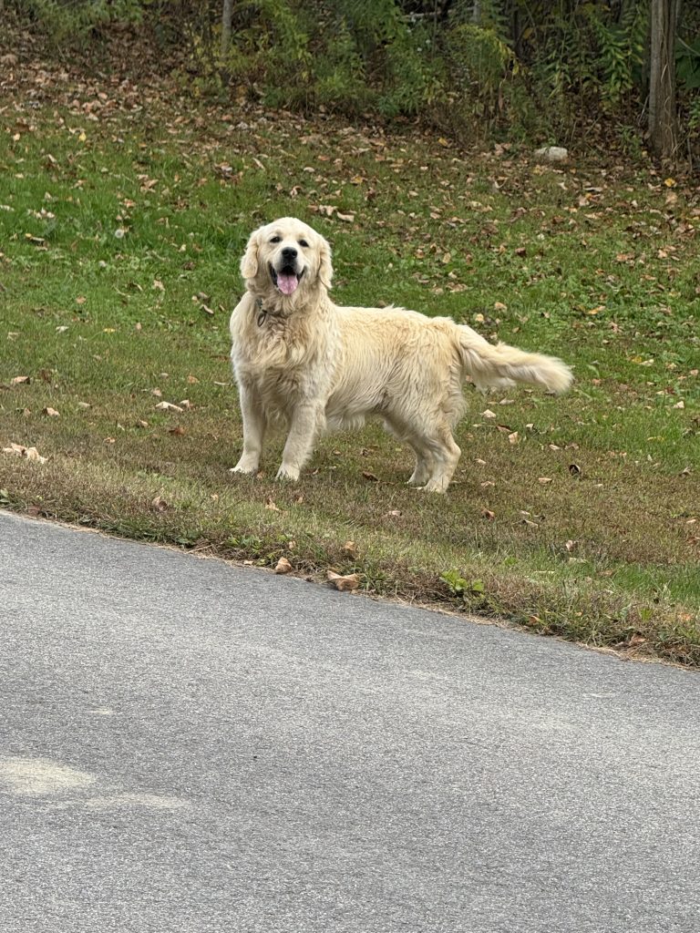 Kingston - Goldenridge Kennels