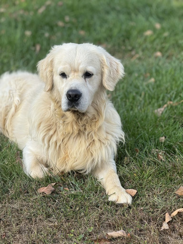 Duncan - Goldenridge Kennels