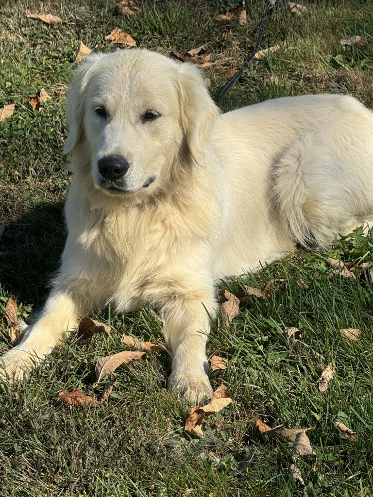 Murphy - Goldenridge Kennels