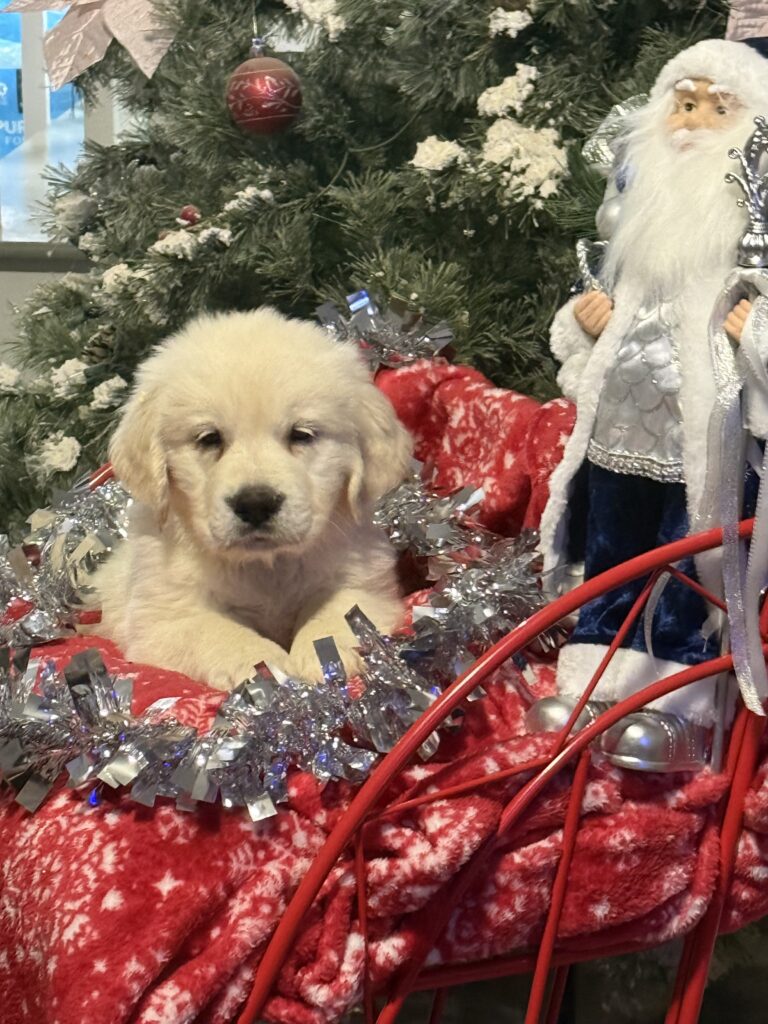 Red Collar - Goldenridge Kennels