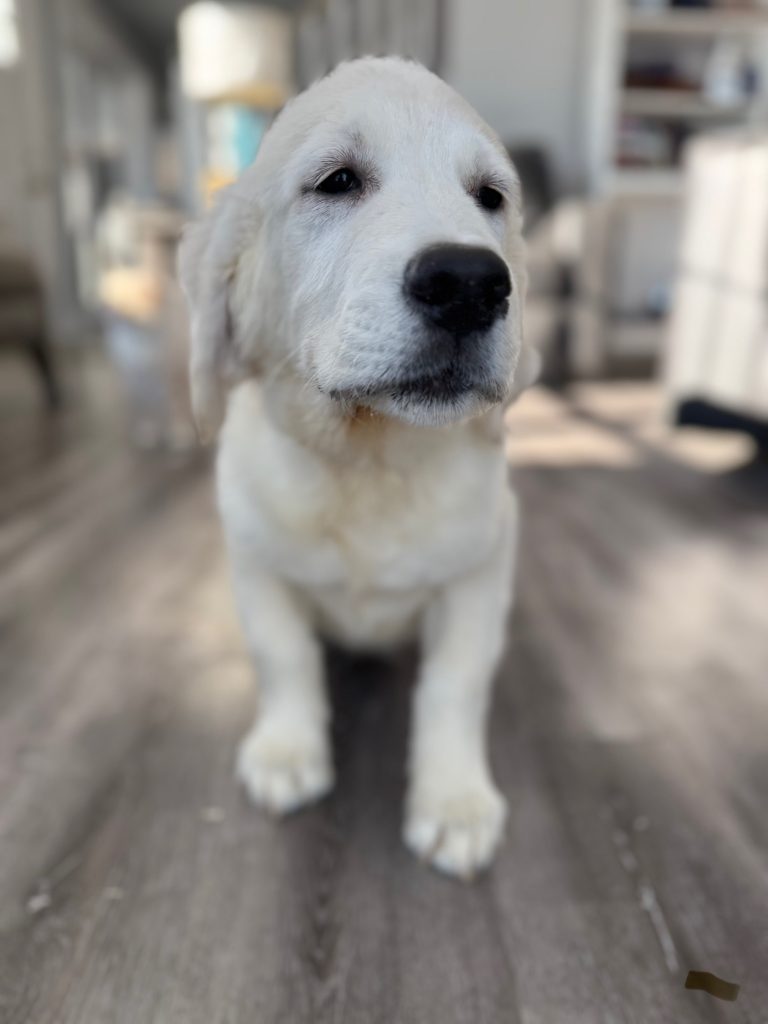 Neon green collar - Goldenridge Kennels