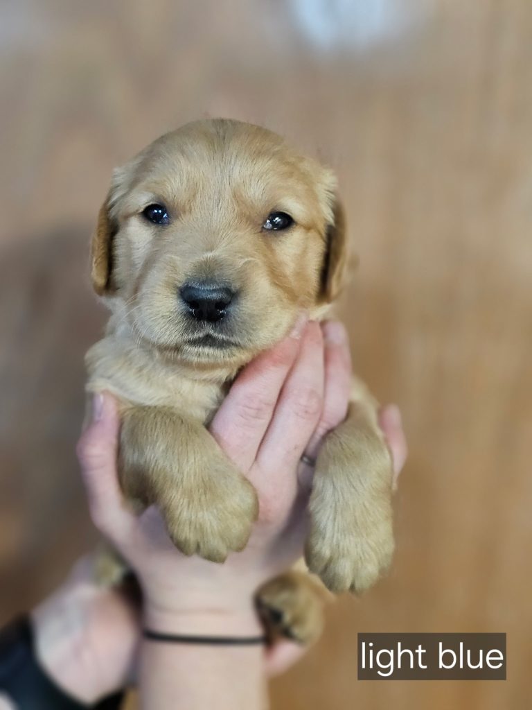 Blue Collar - Goldenridge Kennels