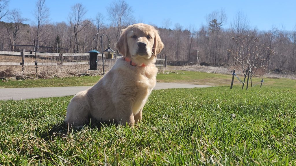 Orange Collar - Goldenridge Kennels