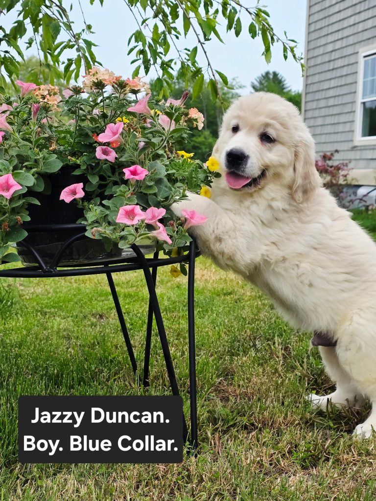 Blue Collar - Goldenridge Kennels