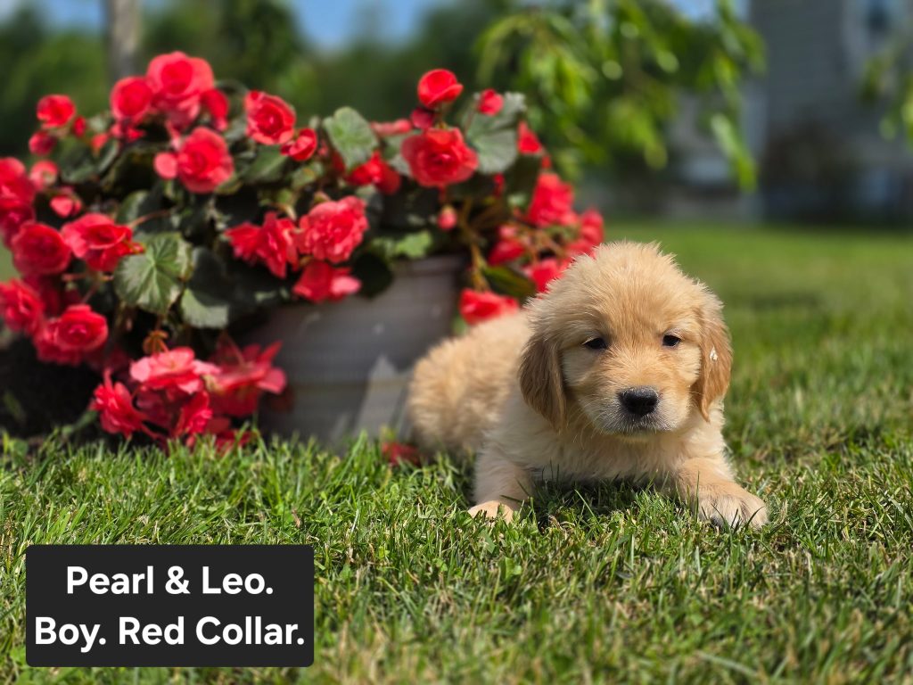 Red Collar - Goldenridge Kennels
