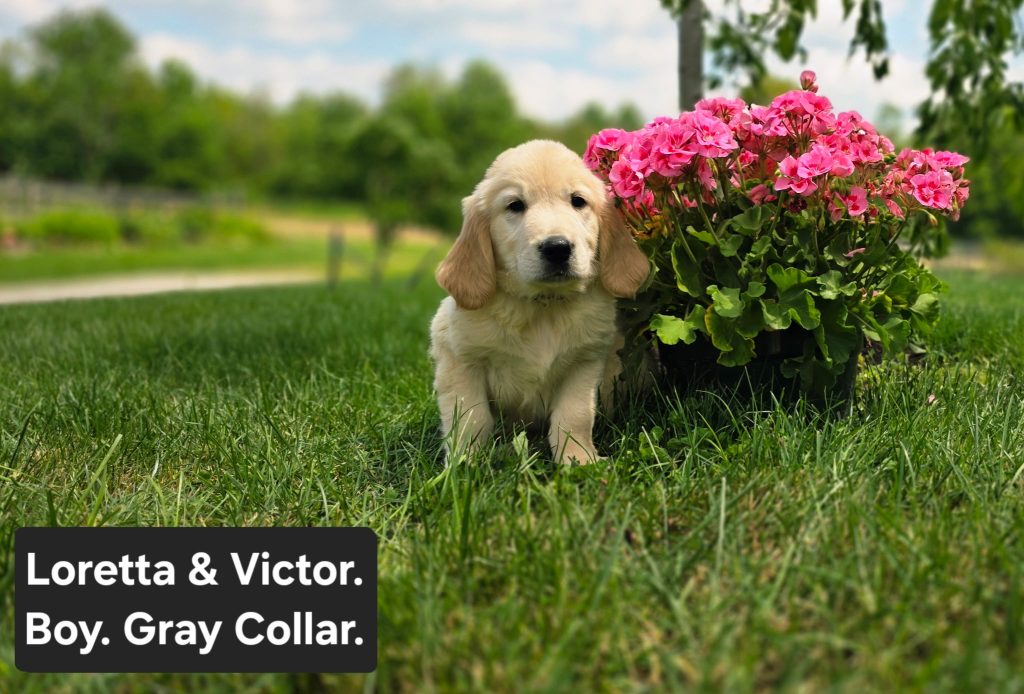 Gray Collar - Goldenridge Kennels