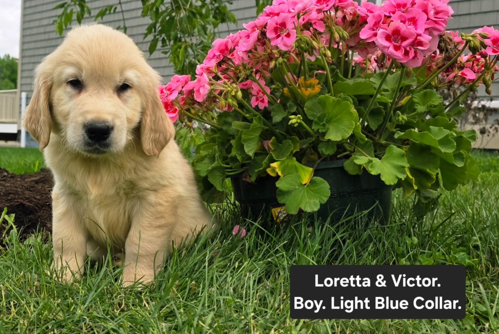 Light Blue Collar - Goldenridge Kennels