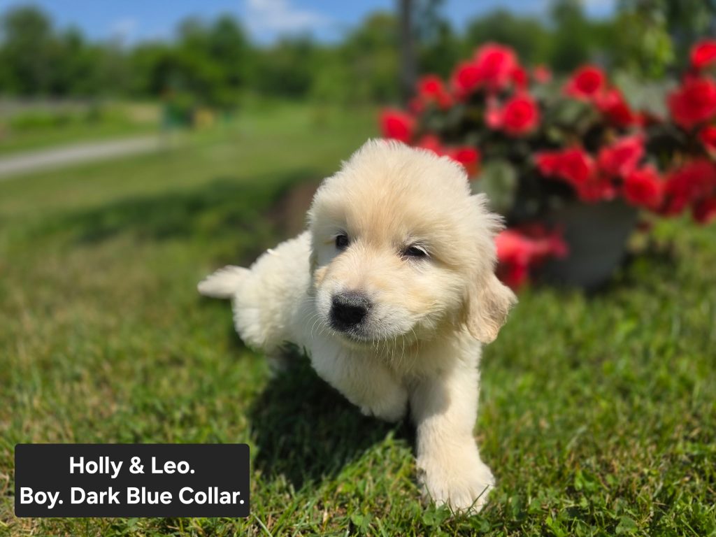 Dark Blue Collar - Goldenridge Kennels