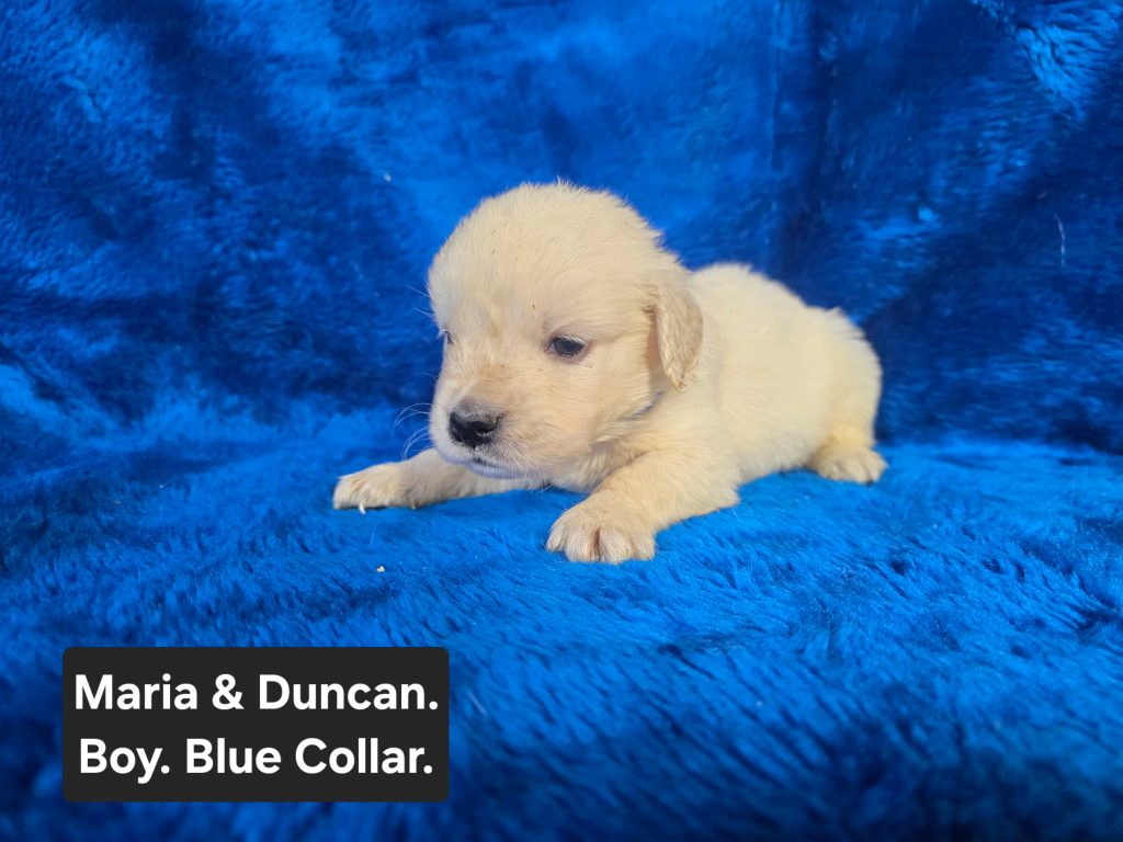 Blue Collar - Goldenridge Kennels