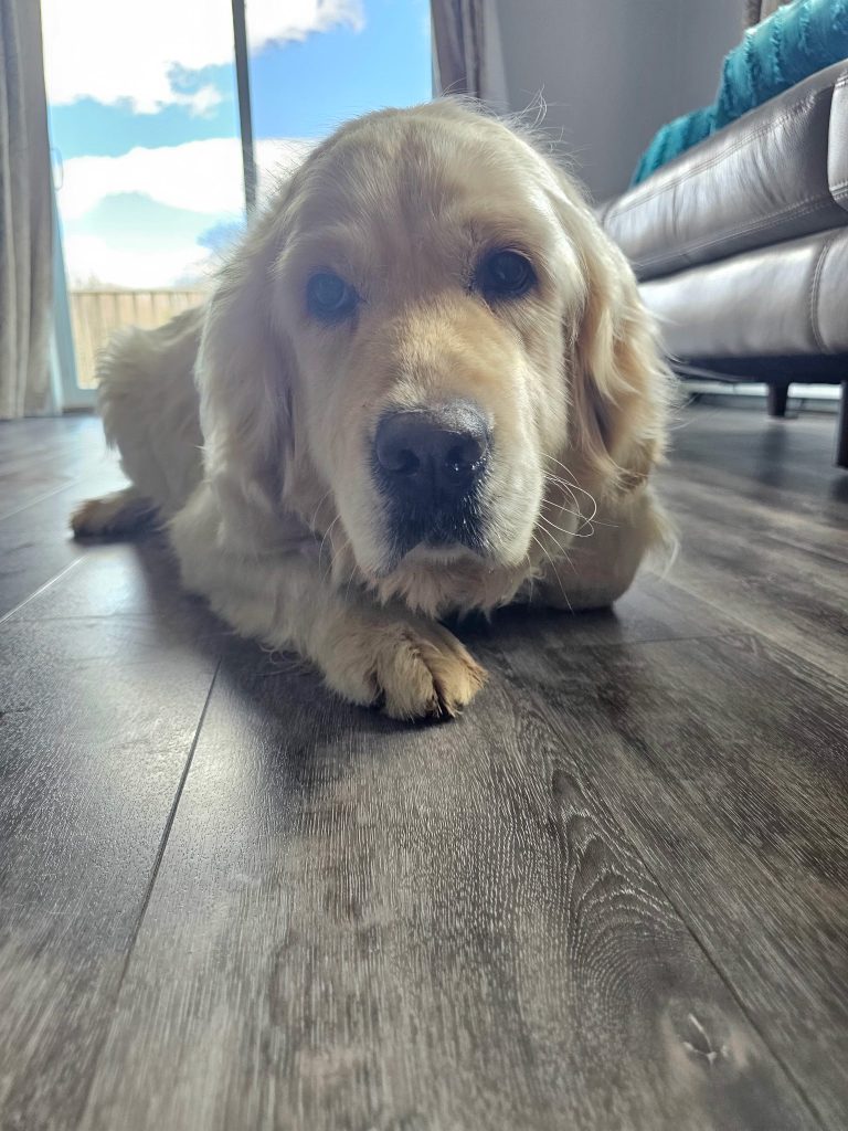 Rena - Goldenridge Kennels