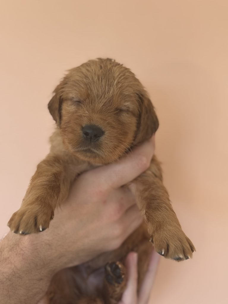 Blue collar - Goldenridge Kennels
